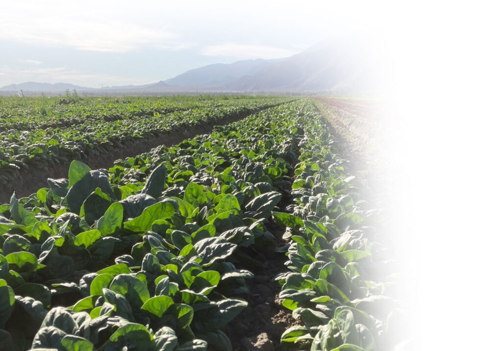 Wholesale Produce Distributor - Cooks Company